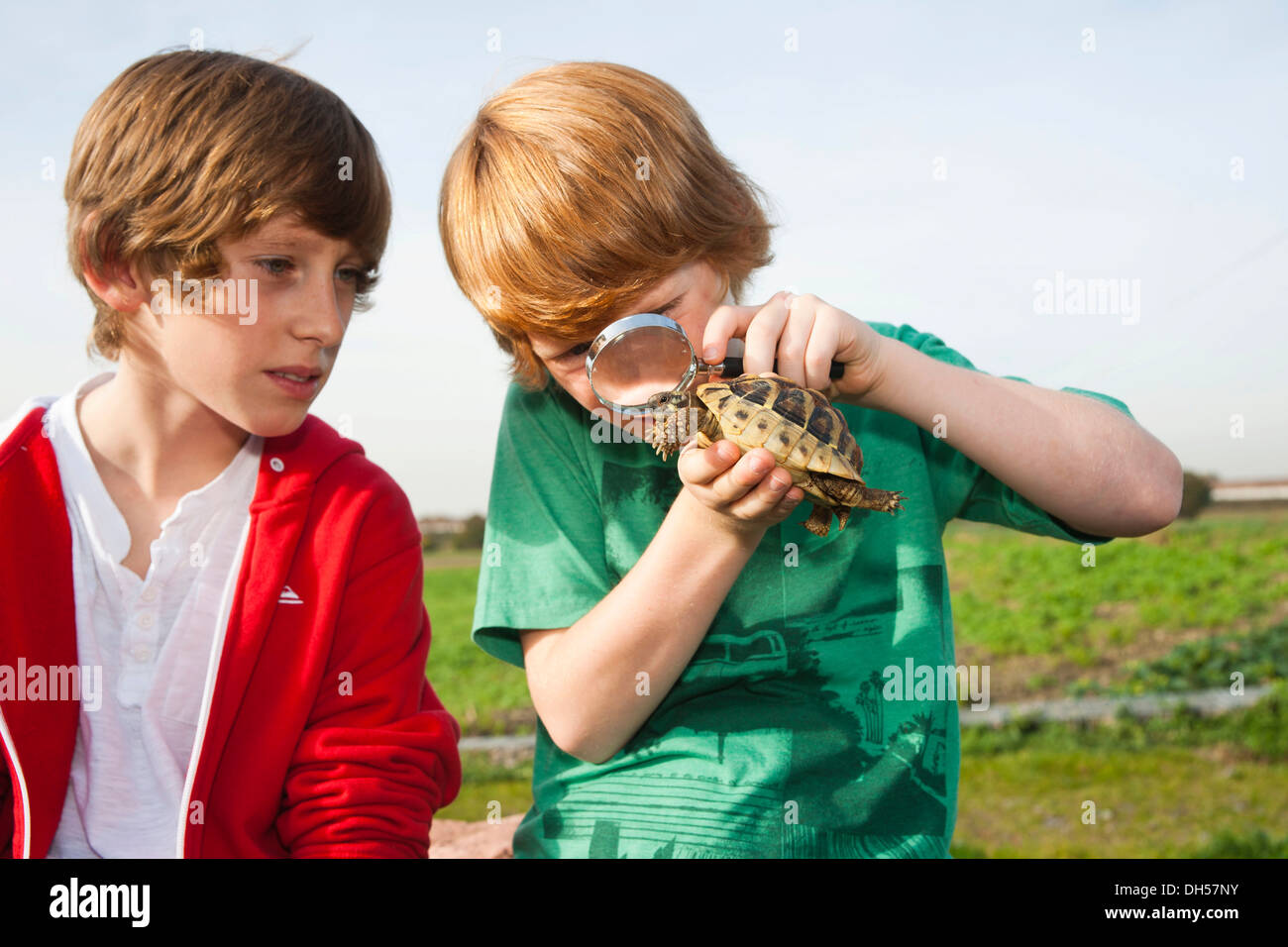 Two boys examining a turtle with a magnifying glass Stock Photo - Alamy