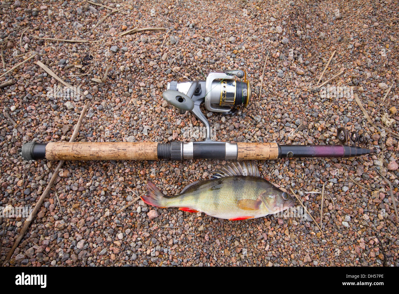 Perch catching hi-res stock photography and images - Alamy