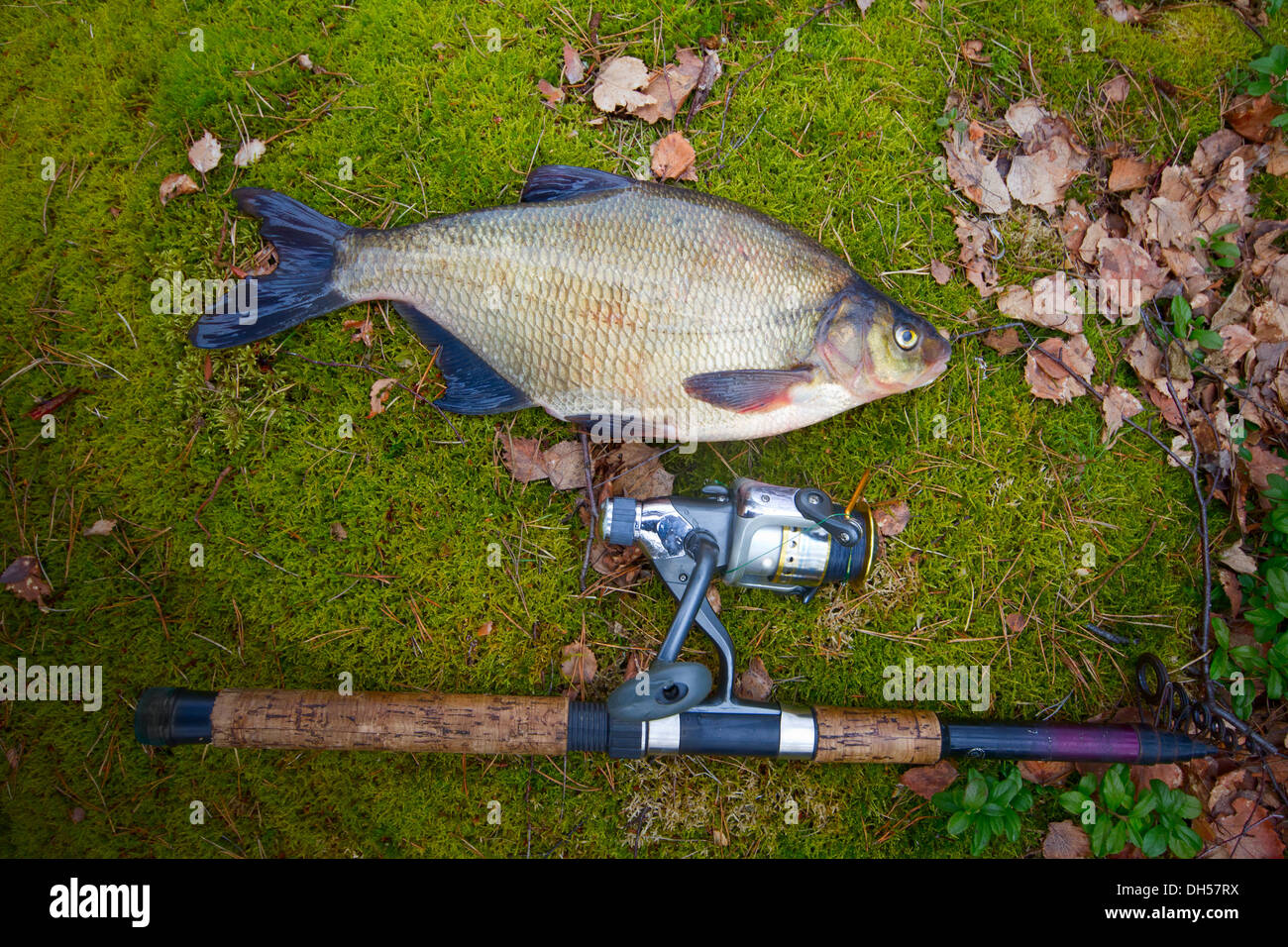 bream from the far lake Stock Photo - Alamy