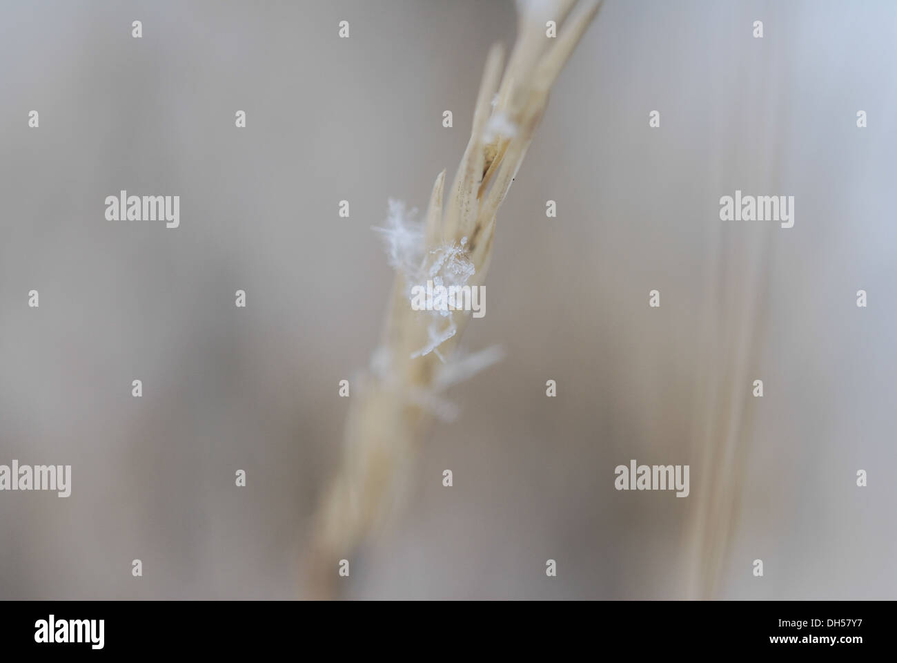 Individual Snowflake Close-up with a macro lens Stock Photo - Alamy