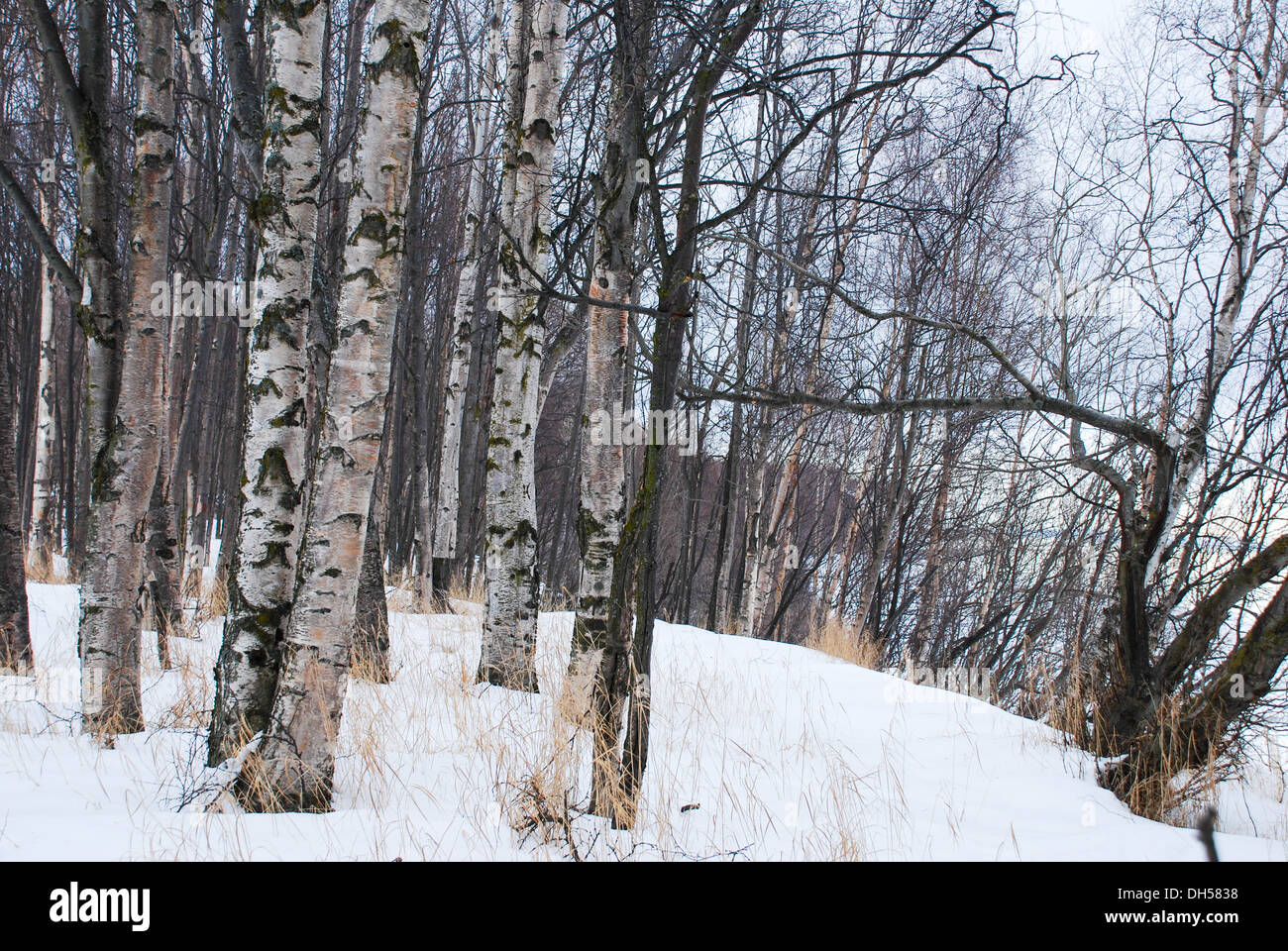 Stand of Birch Trees in the winter snow Stock Photo - Alamy