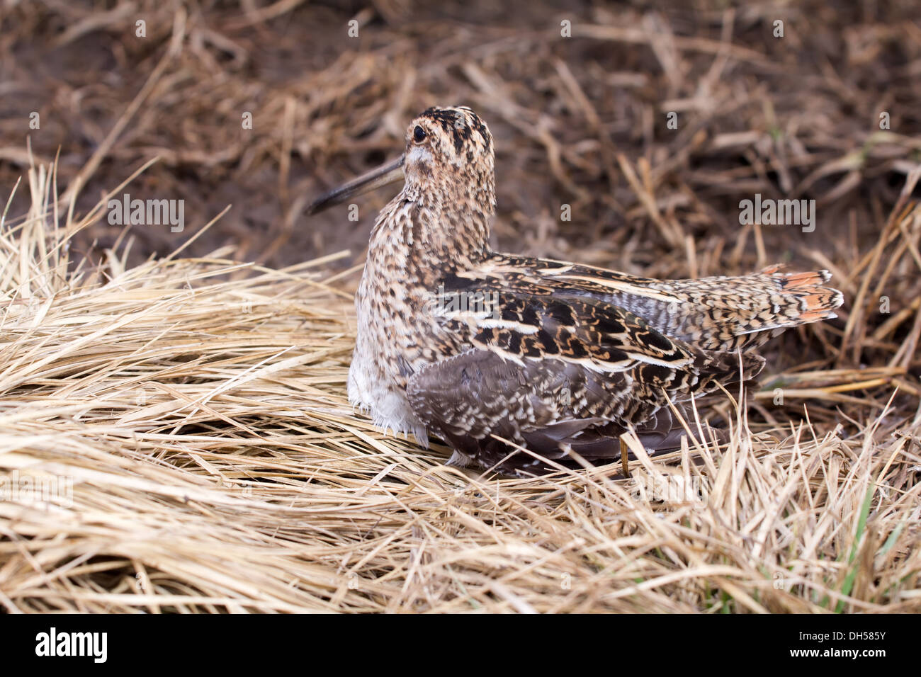 Snipe field hi-res stock photography and images - Alamy