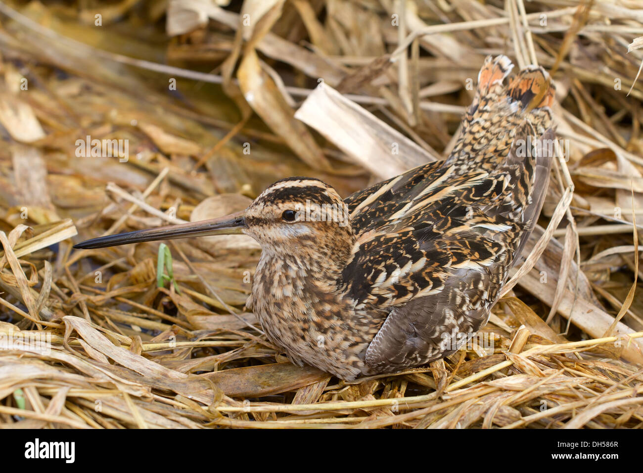 Snipe field grass hi-res stock photography and images - Alamy