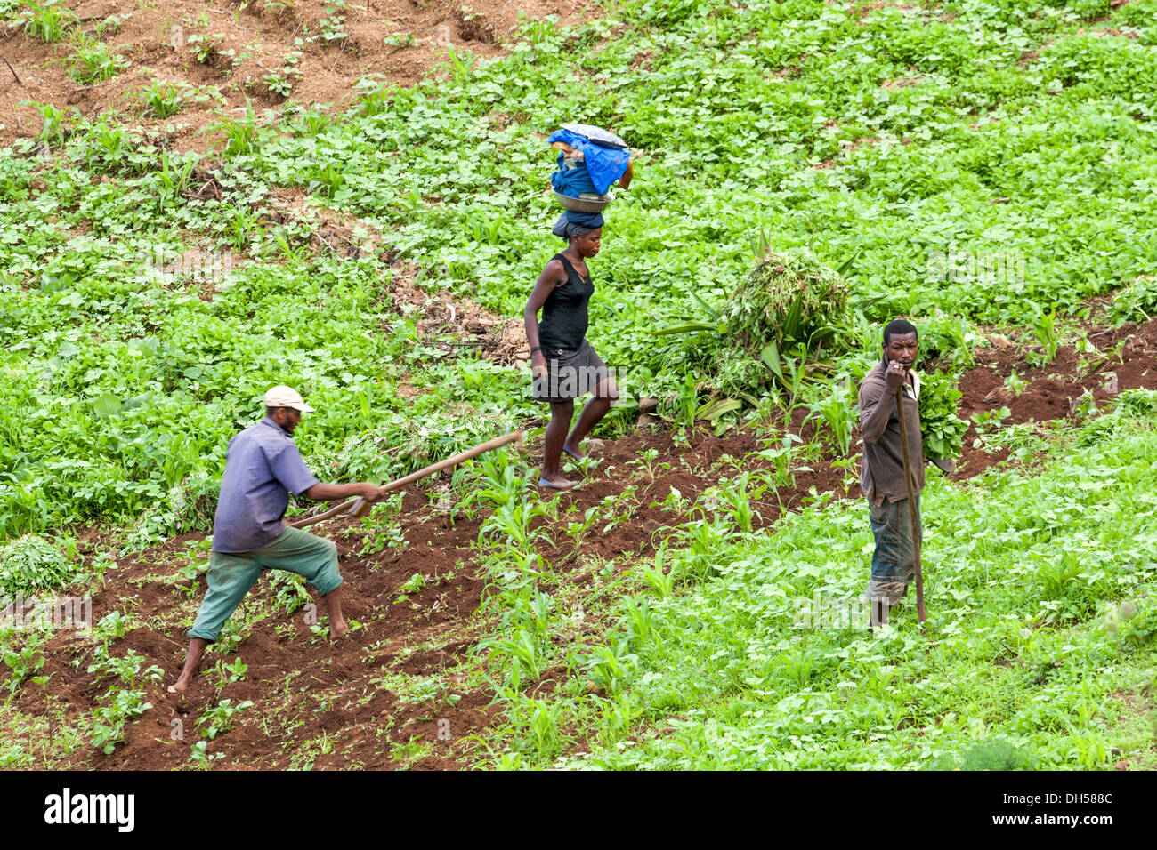 Farmers, Rui Vaz village, Santiago island, Cape Verde Stock Photo - Alamy
