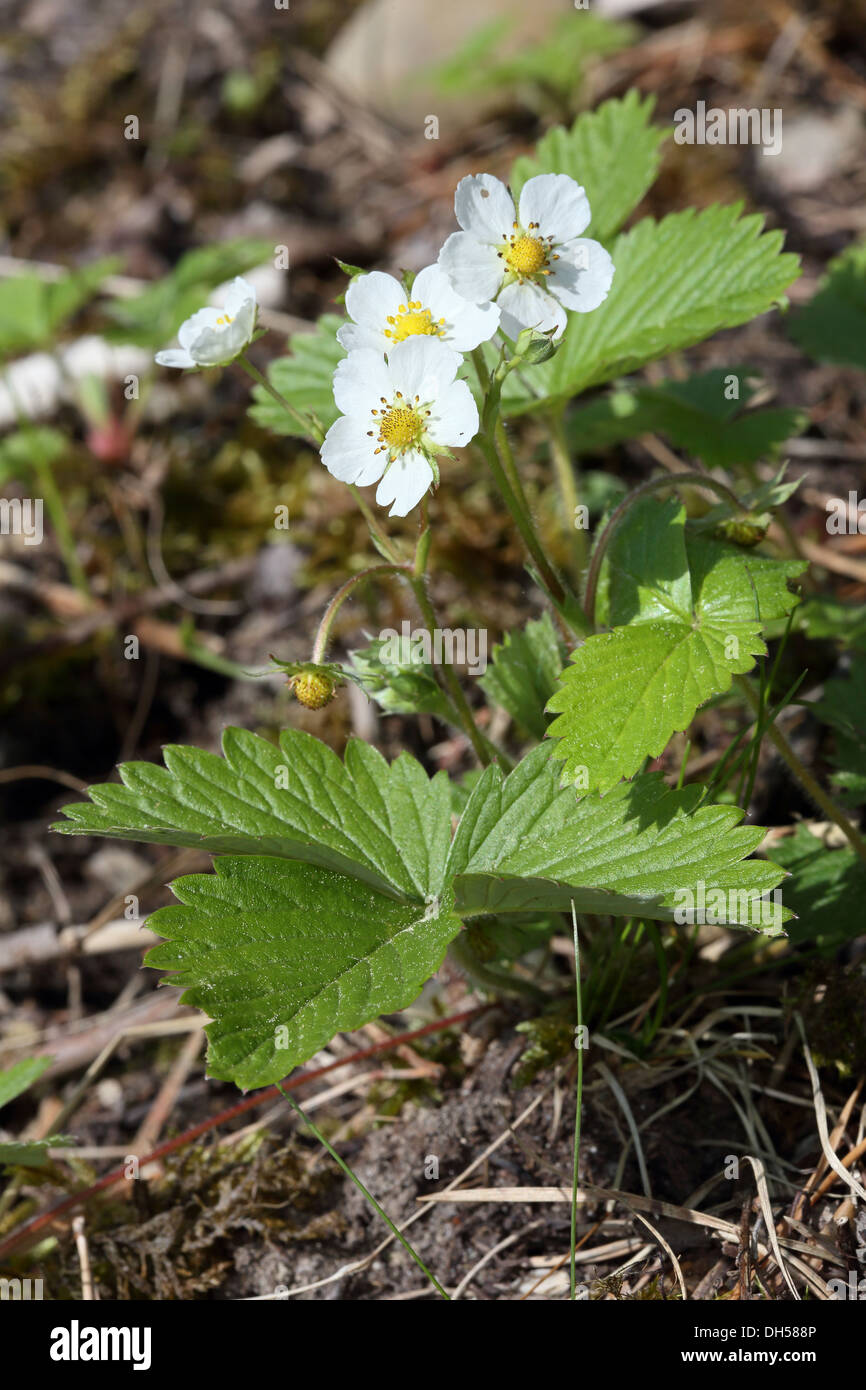 Musk strawberry fragaria moschata hi-res stock photography and images ...