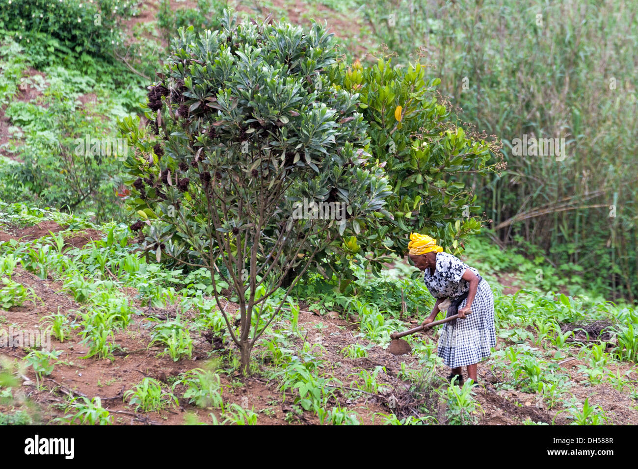 Farmers, Rui Vaz village, Santiago island, Cape Verde Stock Photo - Alamy