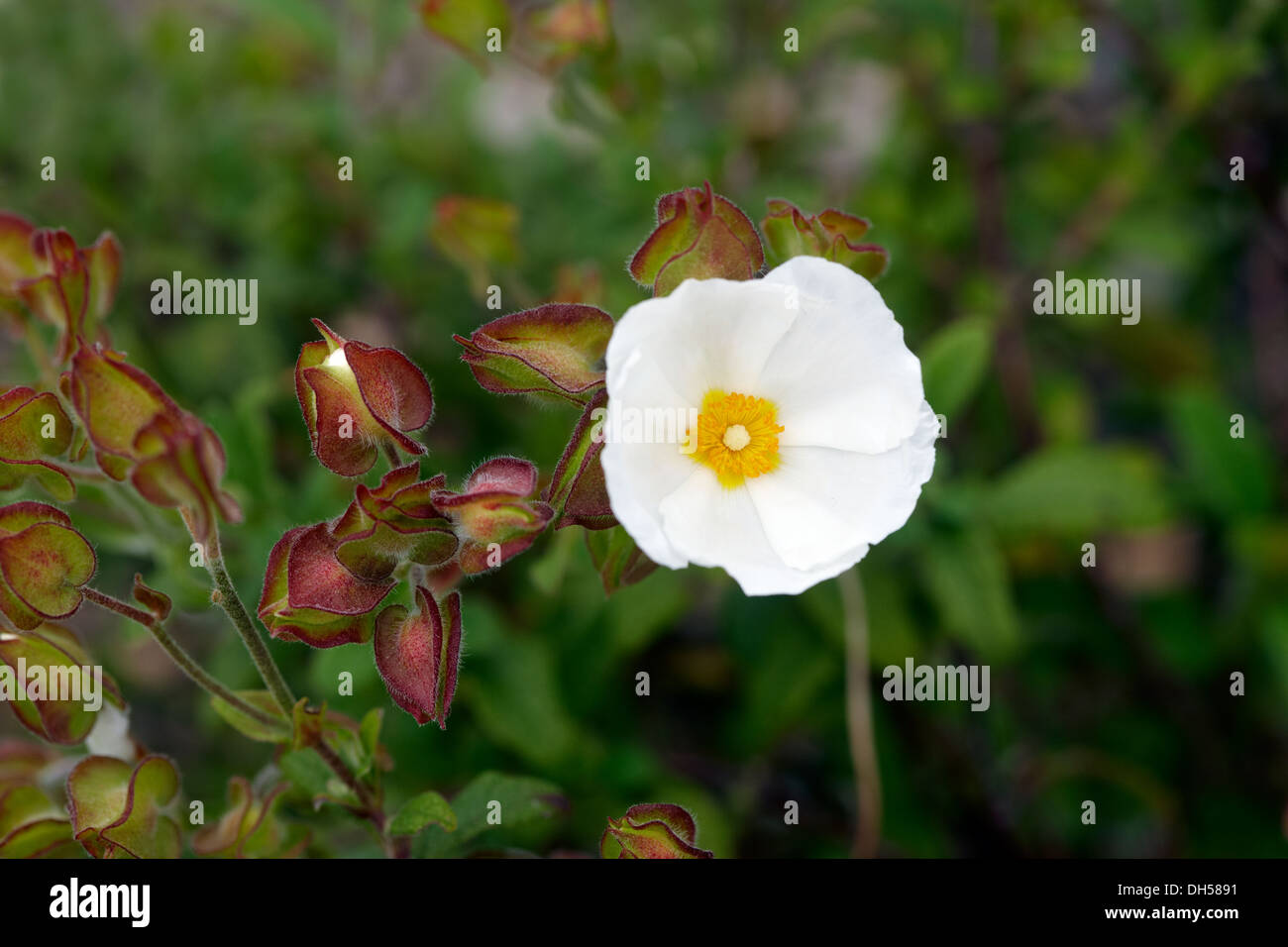 Cistus × obtusifolius 'Thrive' Stock Photo - Alamy