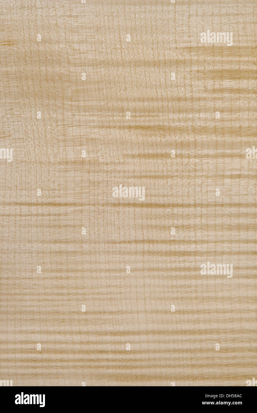 European Flame Maple Stock Photo - Alamy