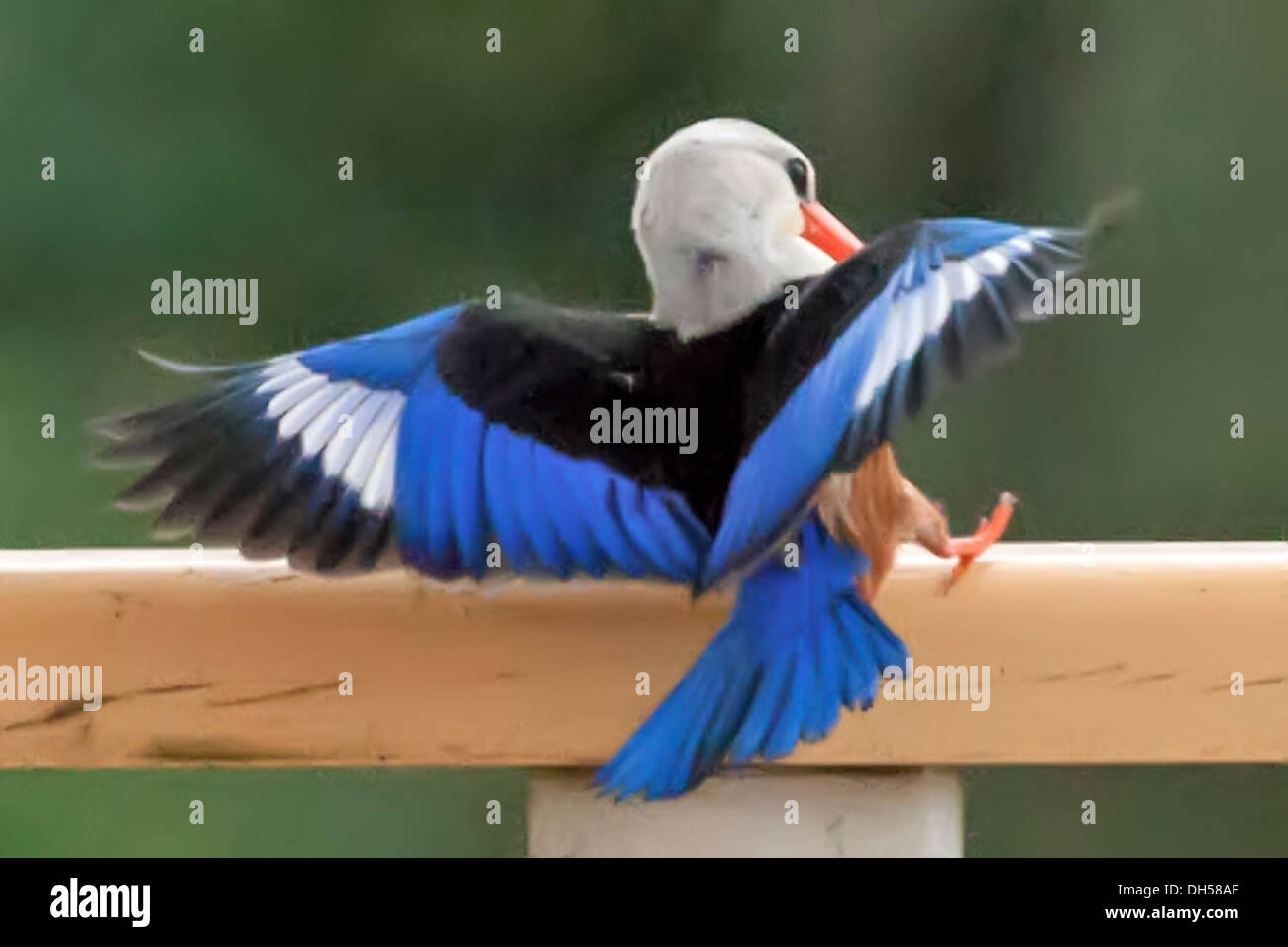 Halcyon verde hi-res stock photography and images - Alamy