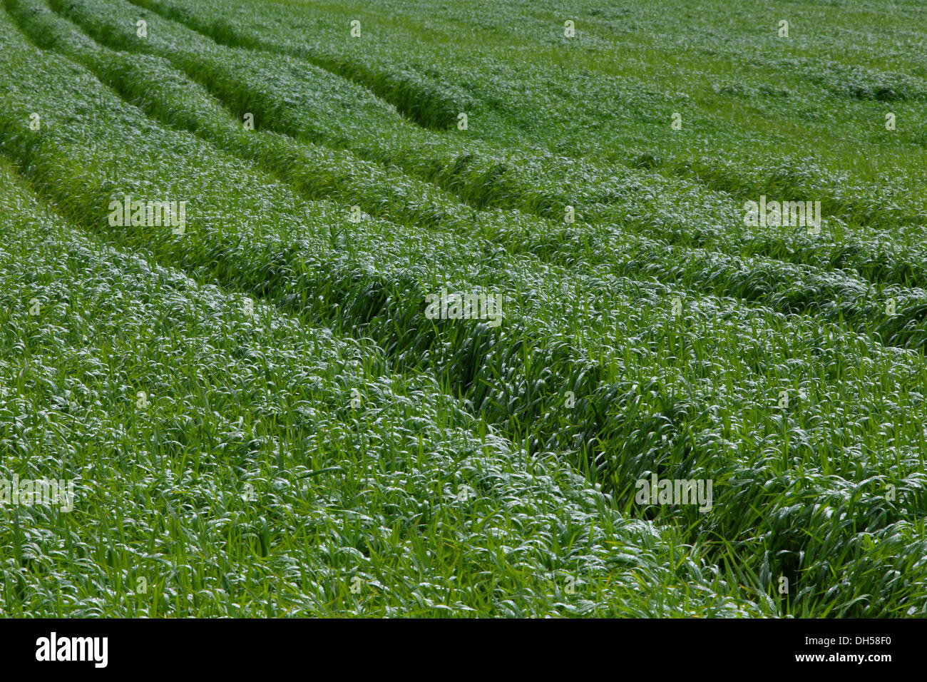 Corn field with tractor tracks Stock Photo - Alamy