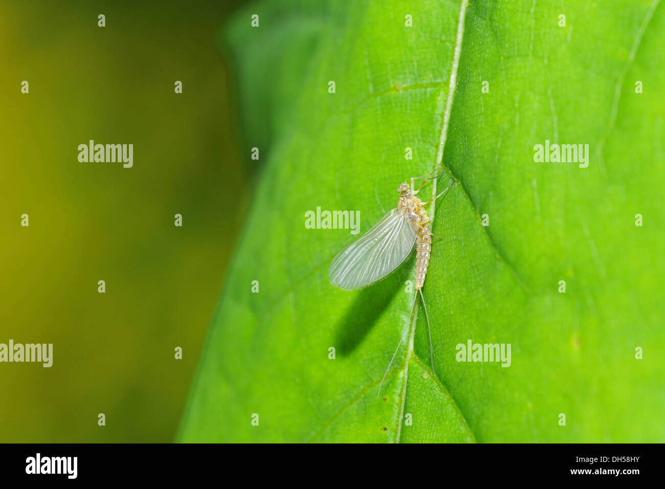 Green drake mayfly hi-res stock photography and images - Alamy