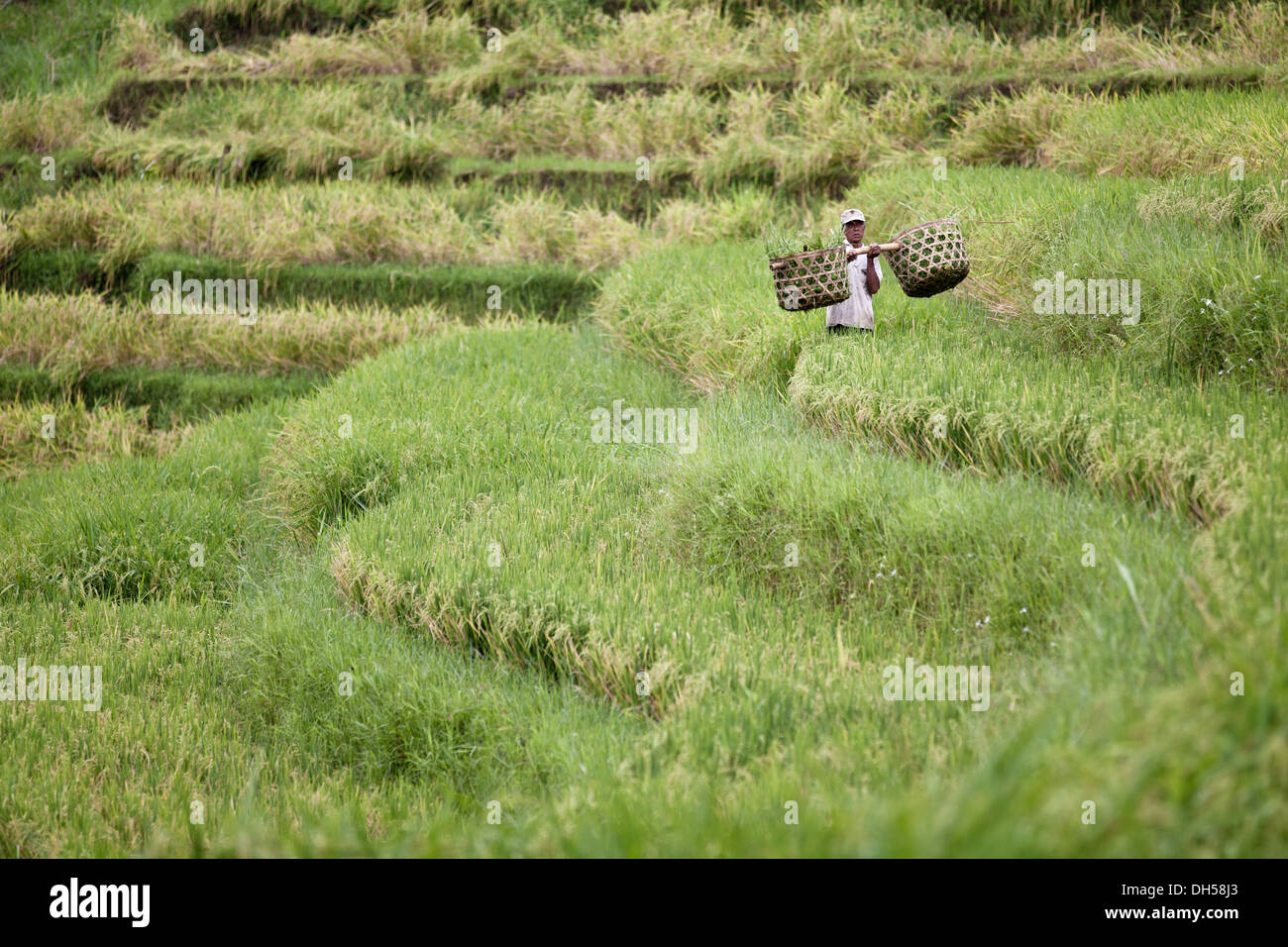 Farmer carrying two baskets through his rice field, Tetebatu, Lombok ...