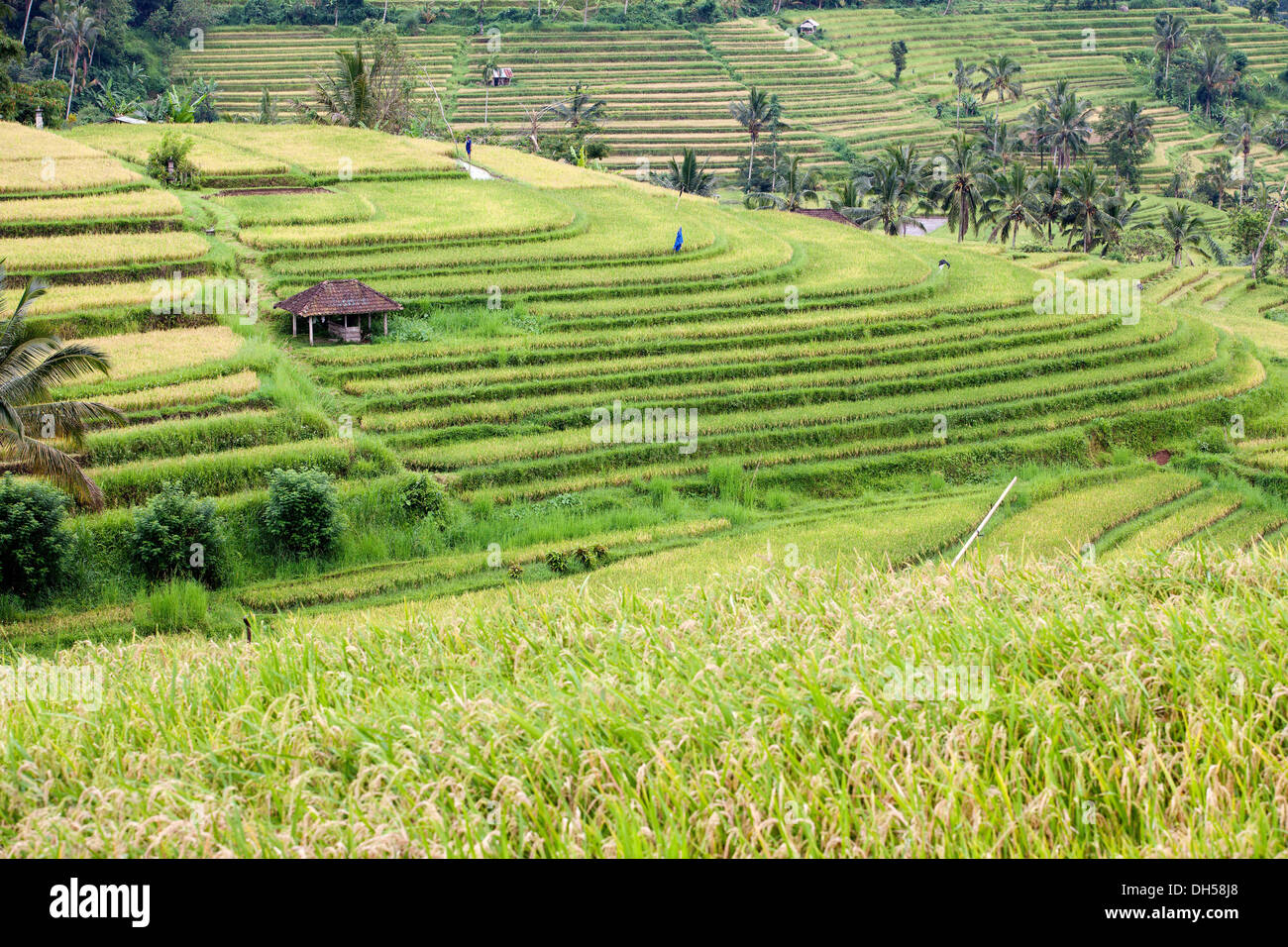 Rice fields, Tetebatu, Lombok island, Nusa Tenggara Barat Province ...
