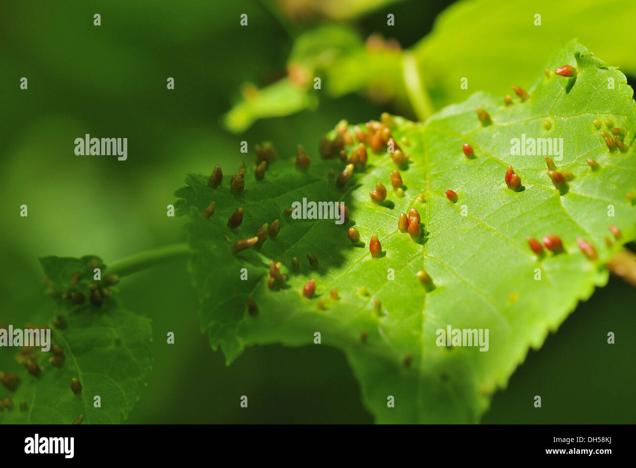 Gall hi-res stock photography and images - Alamy