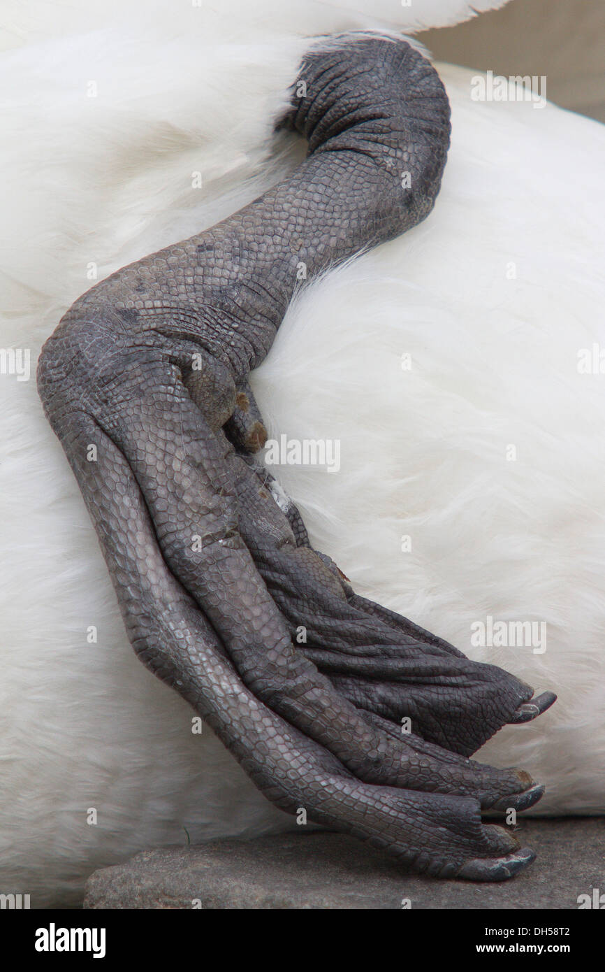 Animal bird swan birds feet hi-res stock photography and images - Alamy
