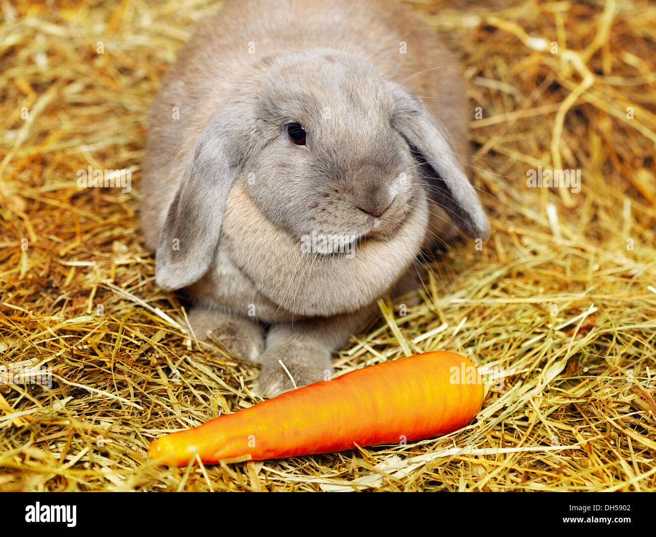Rabbit pet vegetable hi-res stock photography and images - Alamy