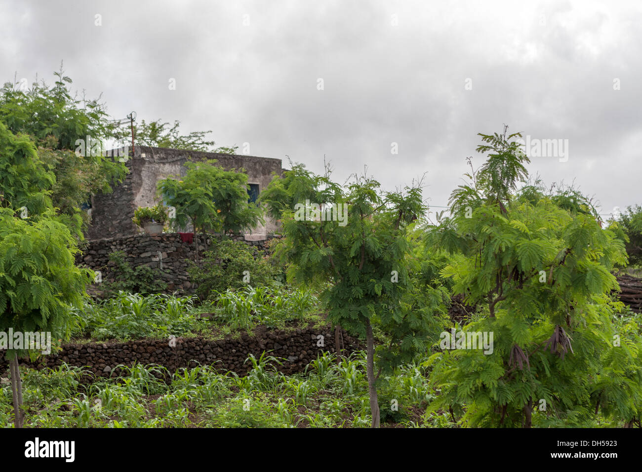 Fogo agriculture hi-res stock photography and images - Alamy