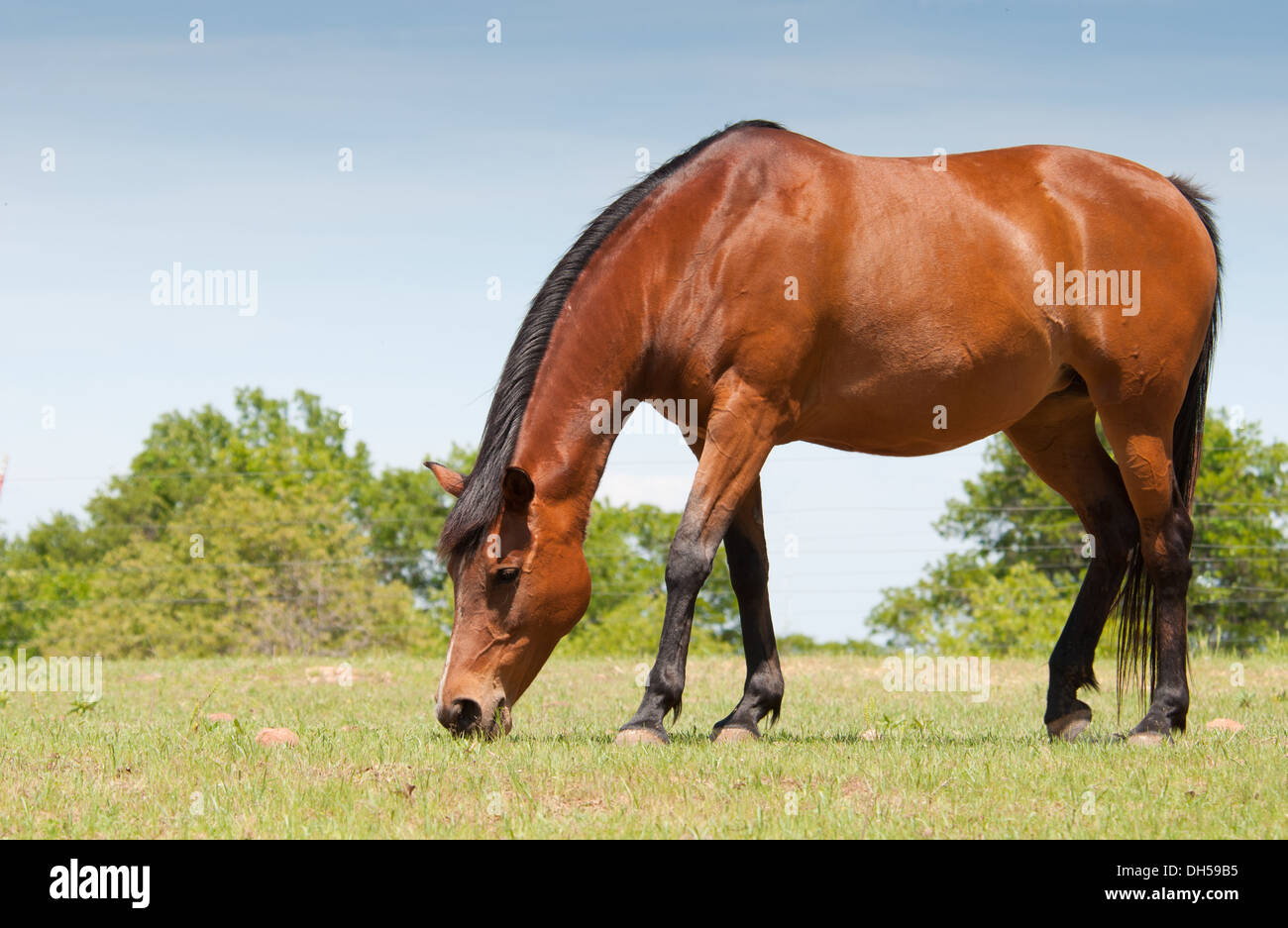 Shiny horse hi-res stock photography and images - Alamy