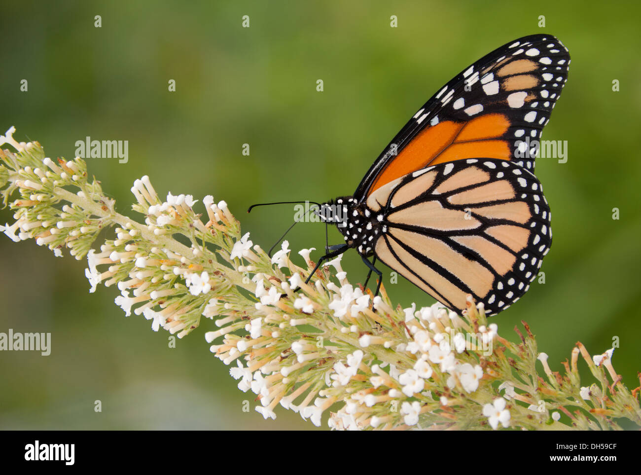 Monarch butterfly feeding on a white cluster of flowers Stock Photo - Alamy