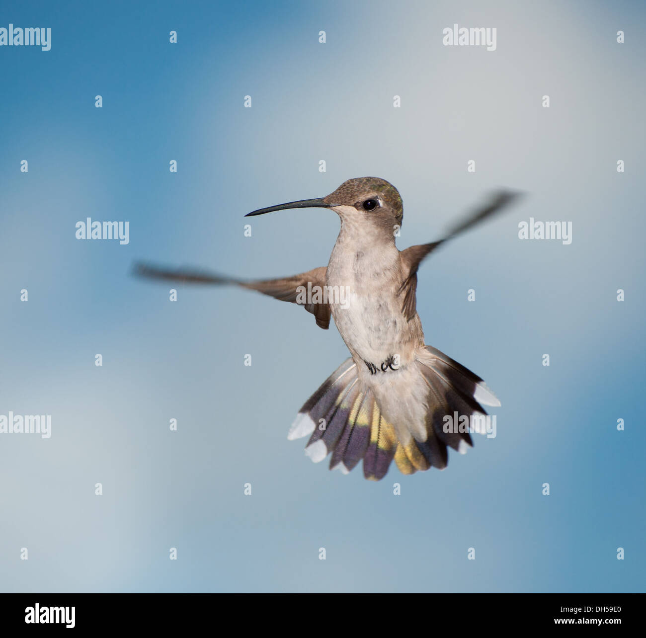 Female hummingbird hi-res stock photography and images - Alamy