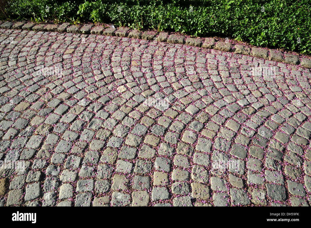 Granite pavement with flowers Stock Photo - Alamy