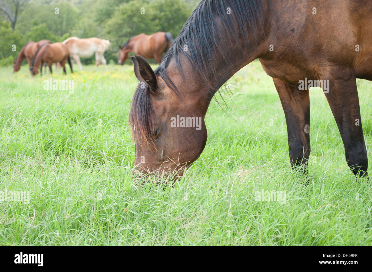 Bermuda grass hi-res stock photography and images - Alamy