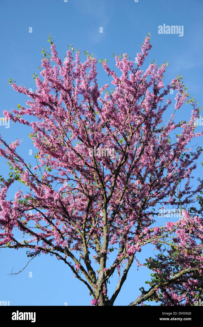 Judas Tree High Resolution Stock Photography and Images - Alamy