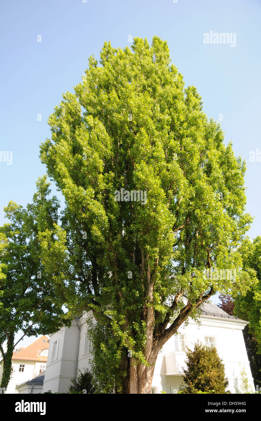 Fastigiate tree hi-res stock photography and images - Alamy