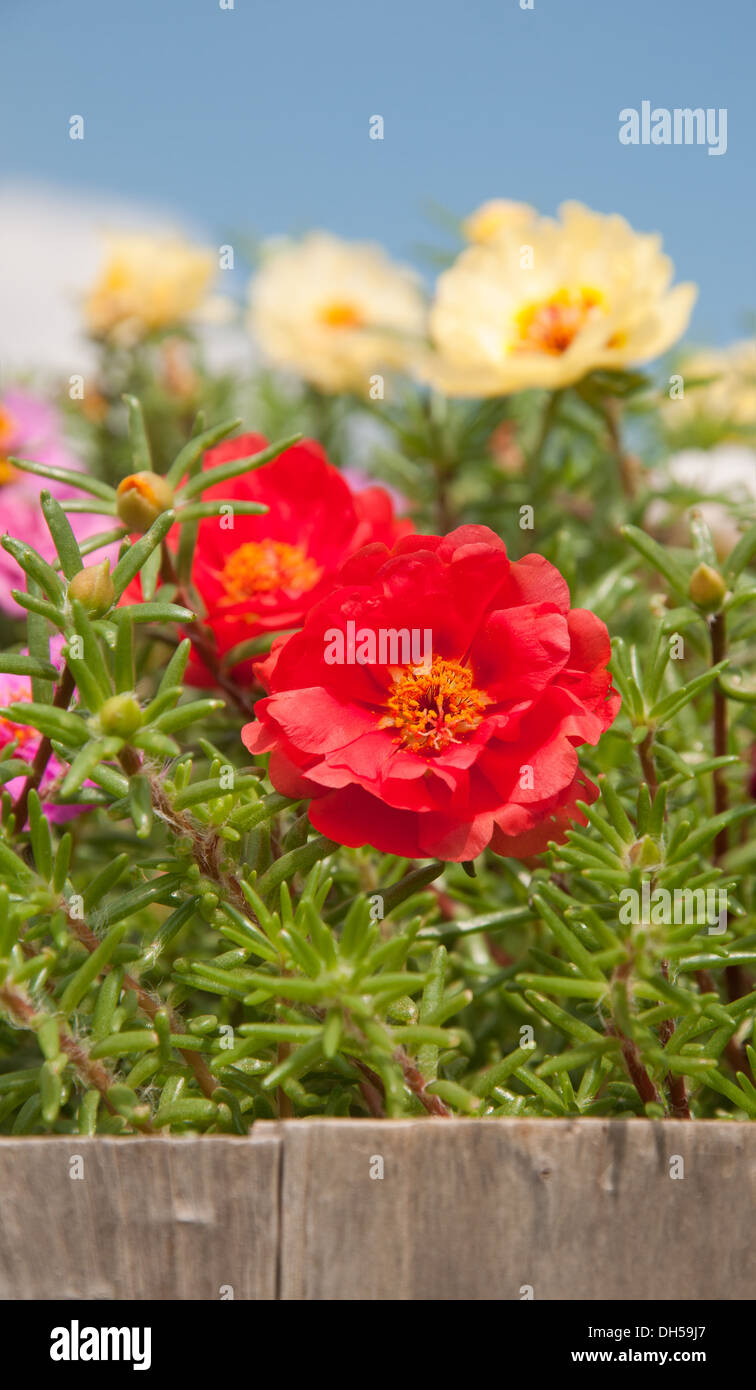 Blue flower in moss hi-res stock photography and images - Alamy
