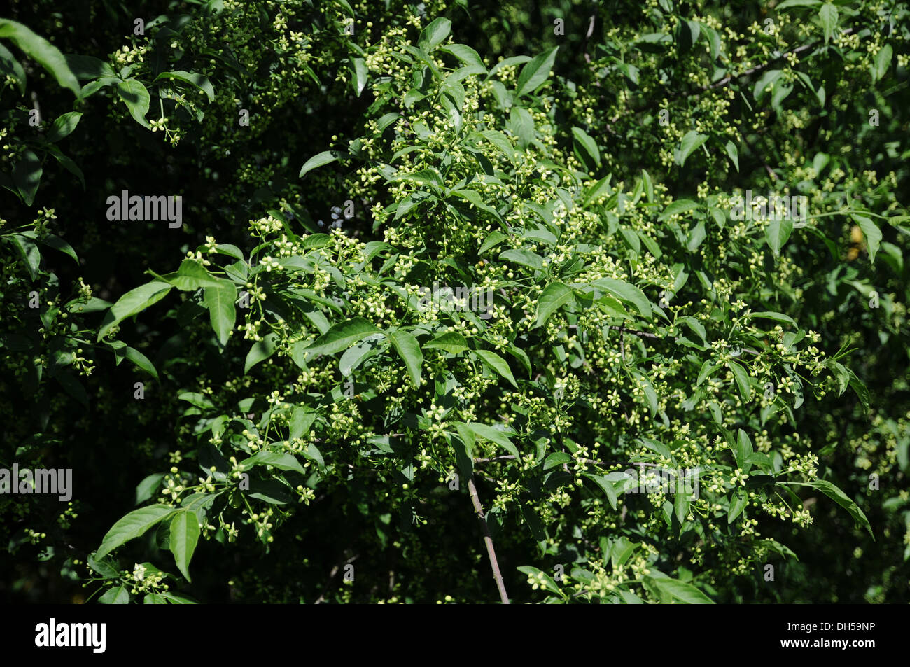 Spindle Flowers High Resolution Stock Photography and Images - Alamy