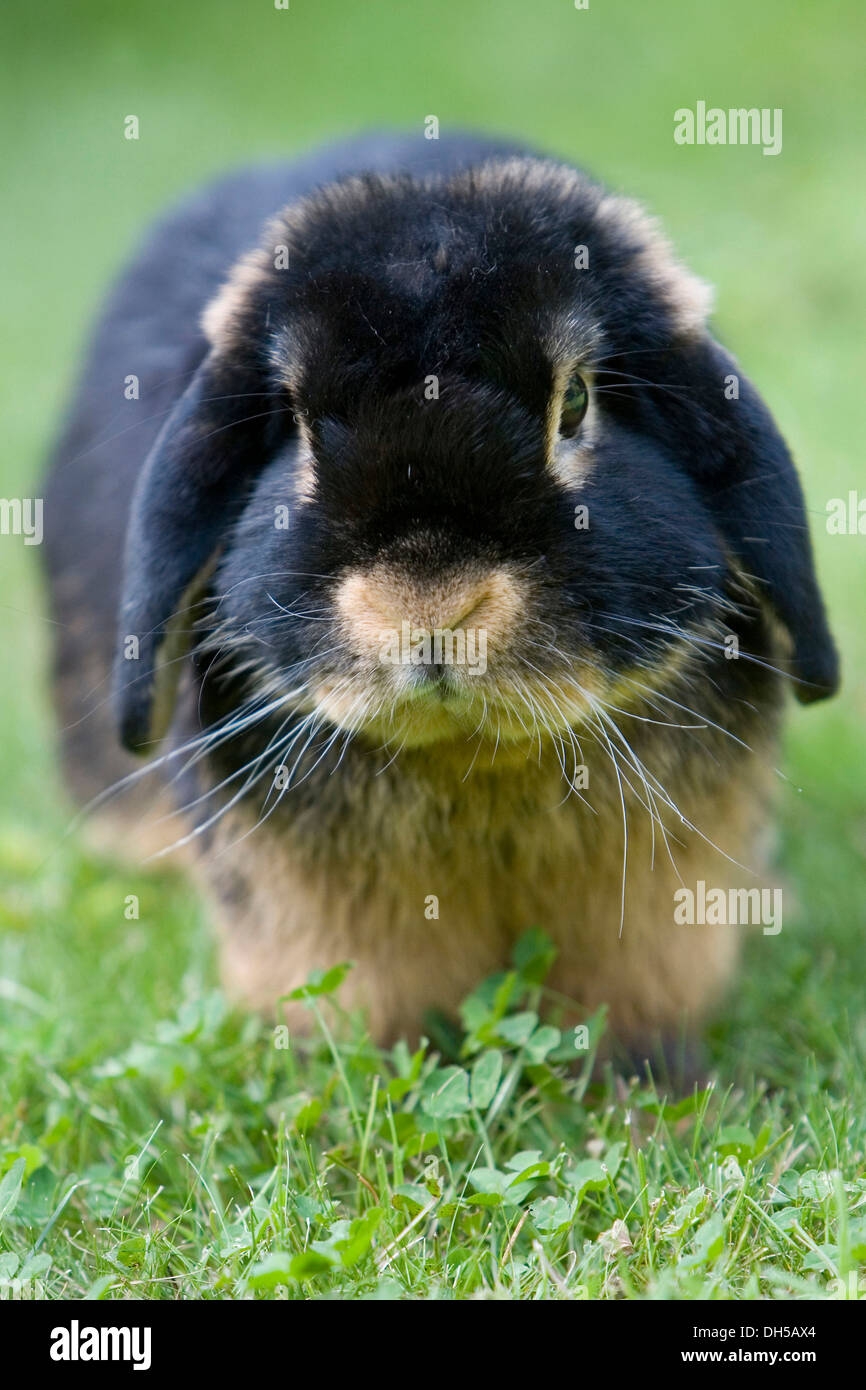 Netherland Dwarf, rabbit breed, black tan Stock Photo - Alamy