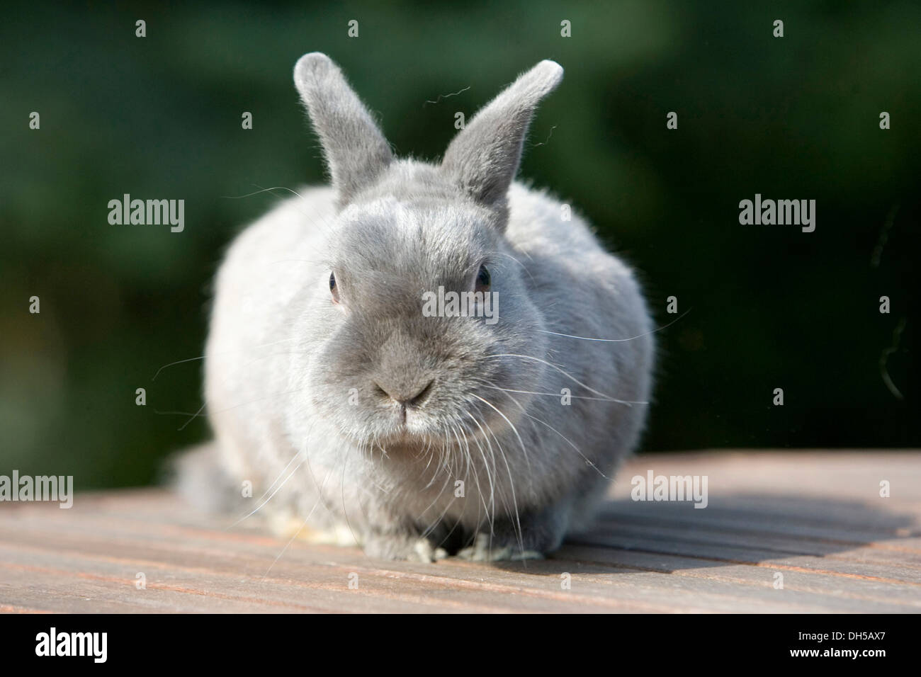 Netherland dwarf rabbit hi-res stock photography and images - Alamy