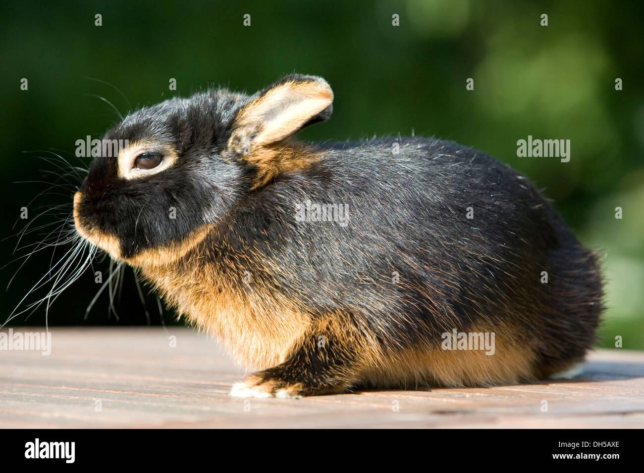 Netherland Dwarf, rabbit breed, black tan Stock Photo - Alamy