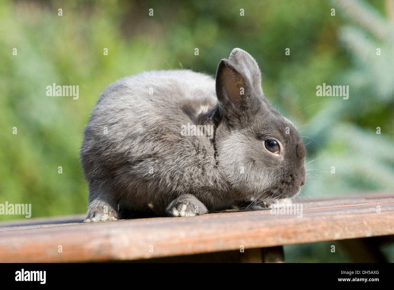 Miniature Rabbit Breeds