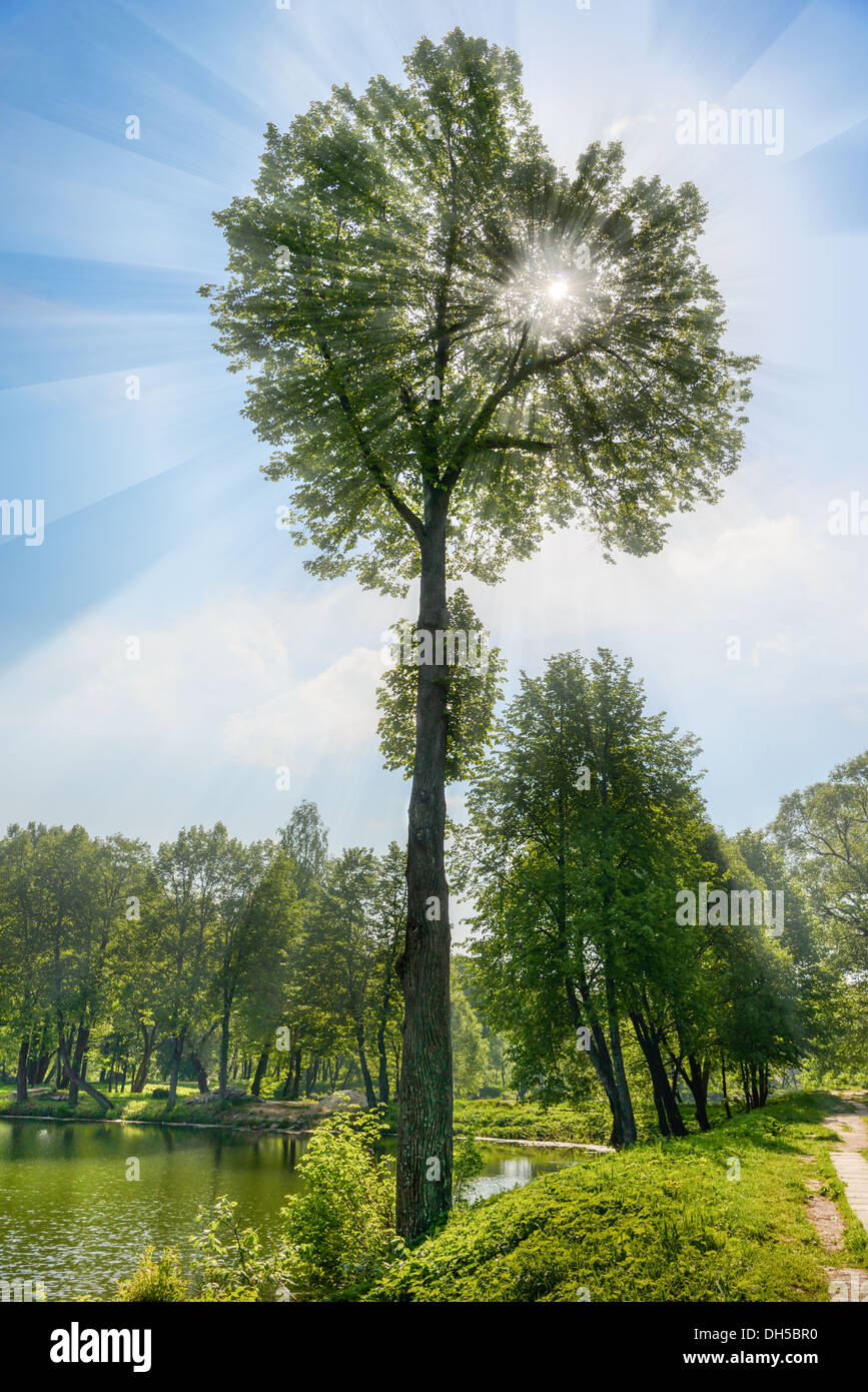 High tree hi-res stock photography and images - Alamy