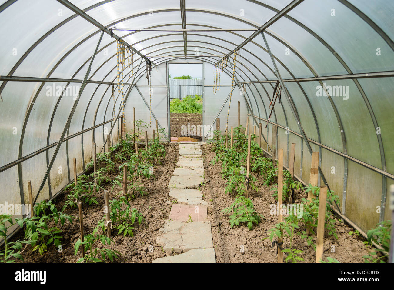 Interior agricultural greenhouse tunnel hi-res stock photography and images - Alamy
