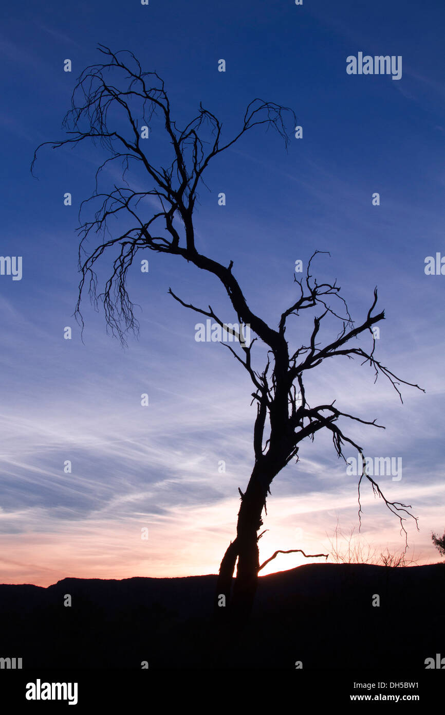 Outback sunset and dead tree at Ruby Gap Nature Park, Northern ...