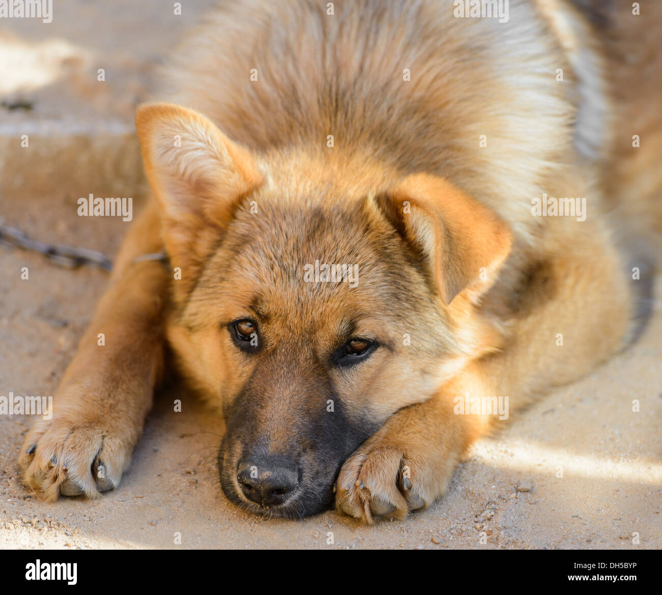 Big red dog hi-res stock photography and images - Alamy