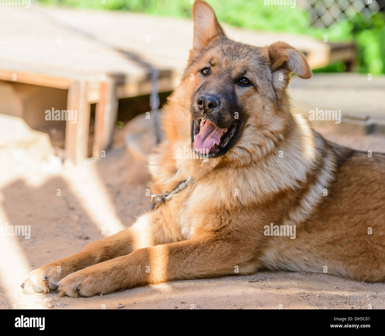 big red dog Stock Photo - Alamy