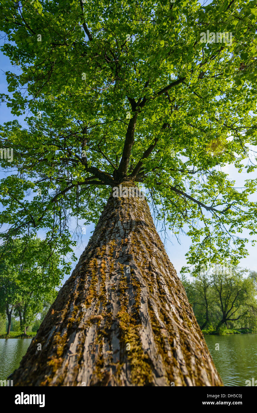 tree over water Stock Photo - Alamy