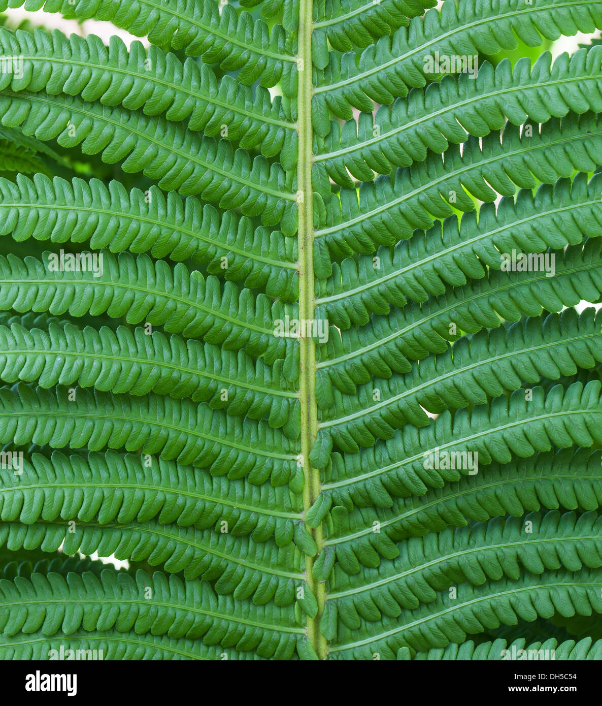 Fine fern hi-res stock photography and images - Alamy