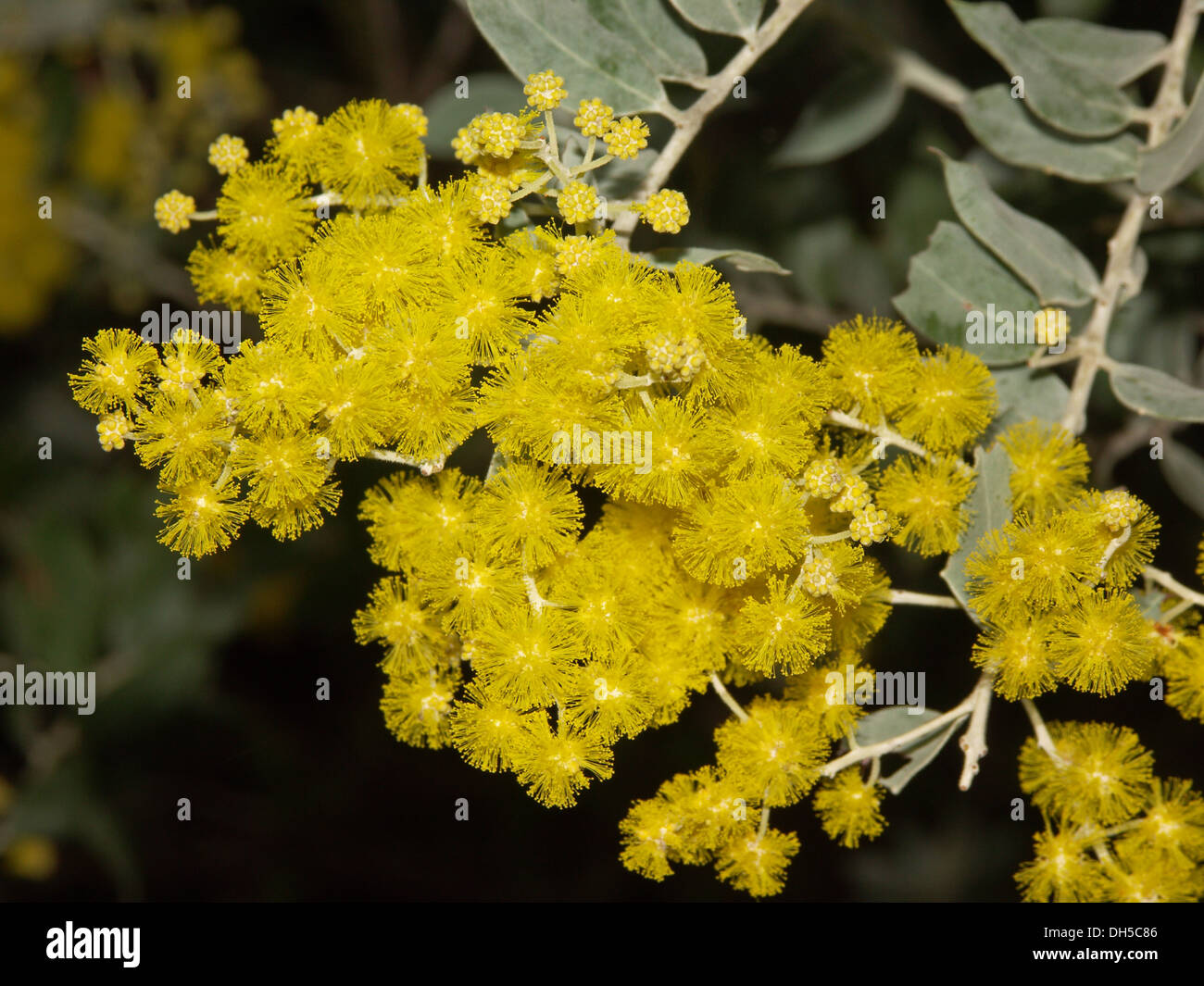 Acacia species hi-res stock photography and images - Alamy