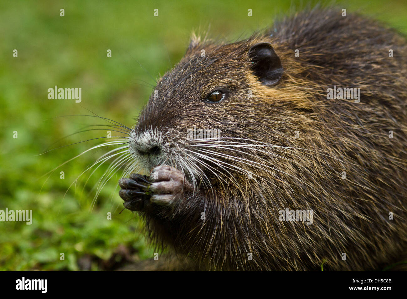 Myocastorinae hi-res stock photography and images - Alamy