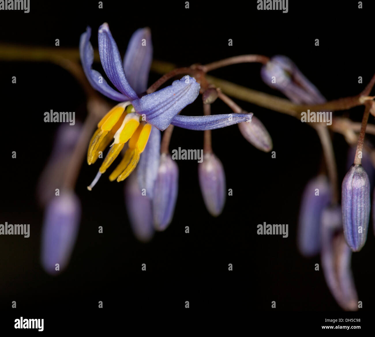 Close up of tiny blue flowers and buds of Dianella caerulea - Paroo ...