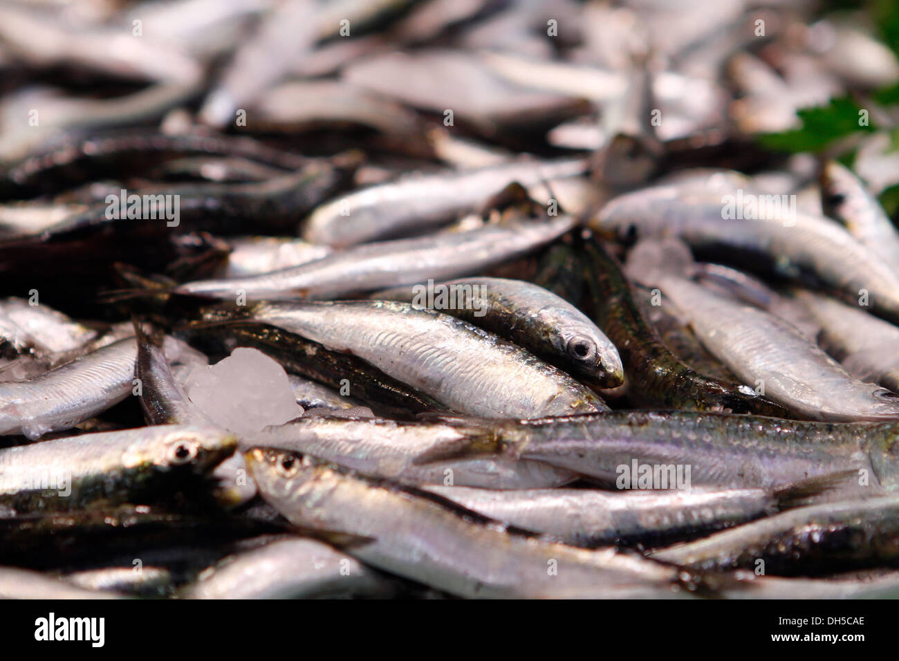 Fish seen on a local market in the island of Majorca, Spain Stock Photo ...