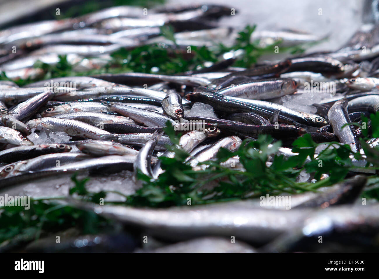 Fish seen on a local market in the island of Majorca, Spain Stock Photo ...
