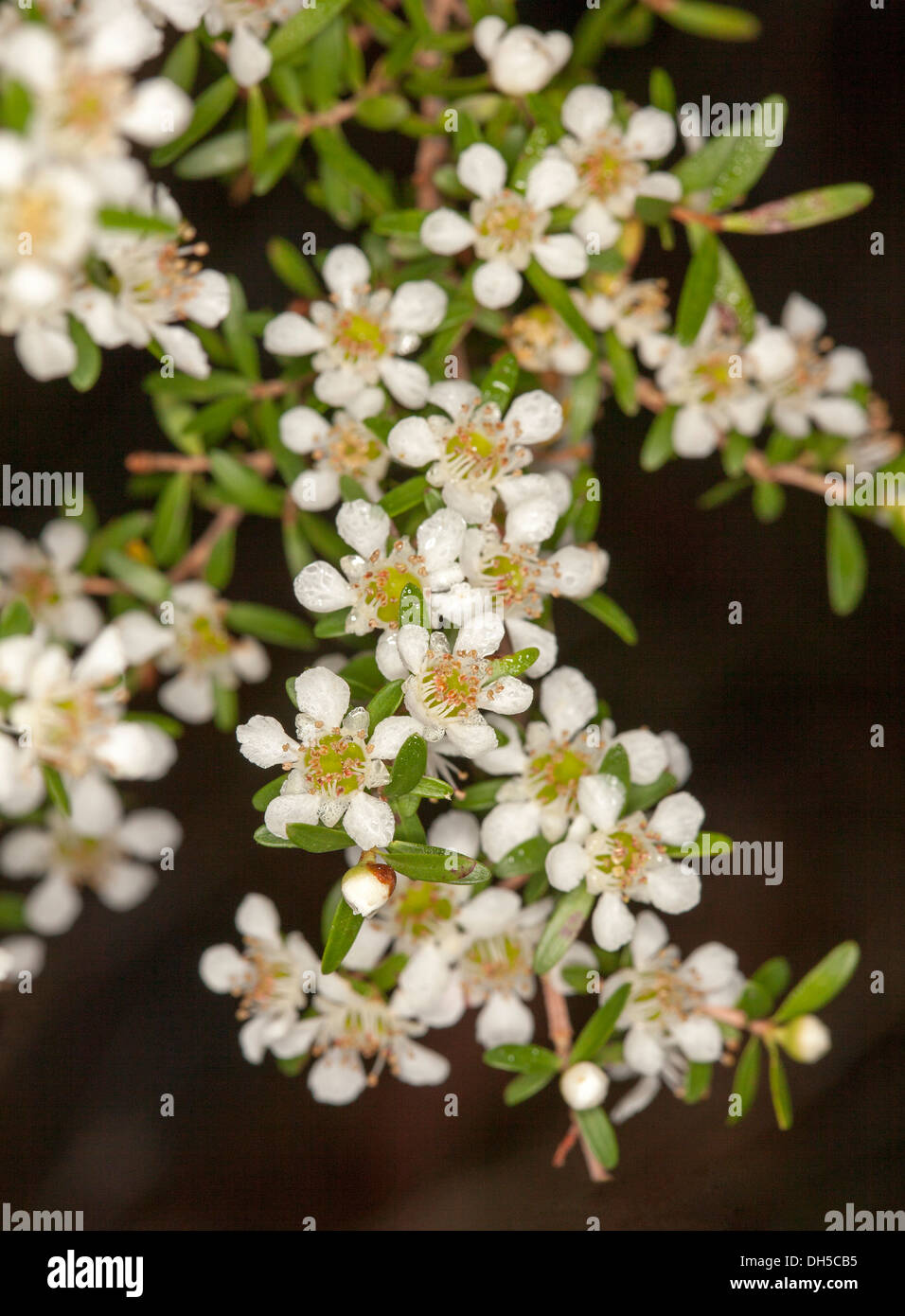 Cluster of white flowers and leaves of Leptospermum liversidgei - Olive ...