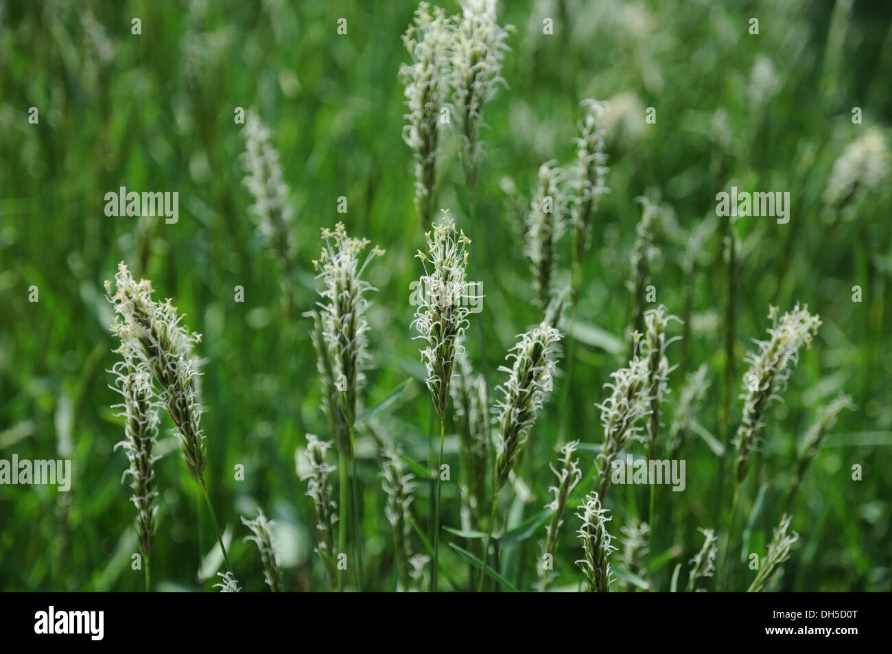 Vanilla grass hi-res stock photography and images - Alamy