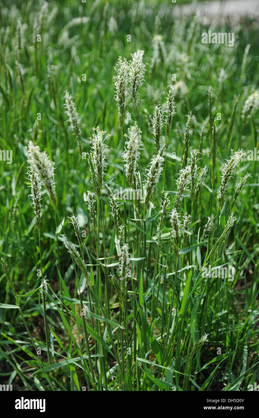 Vanilla Grass High Resolution Stock Photography and Images - Alamy