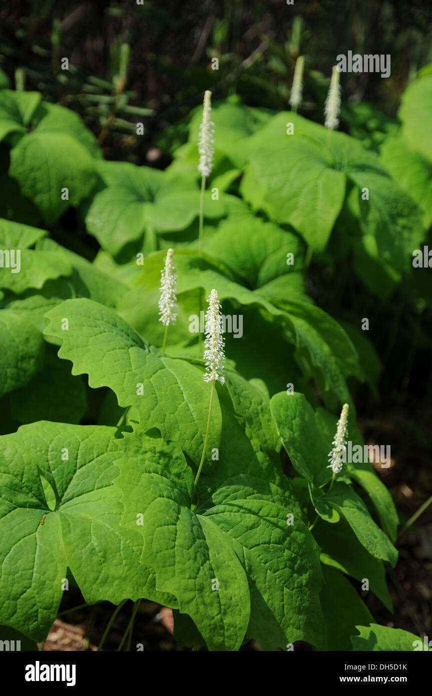 Vanilla leaf hi-res stock photography and images - Alamy